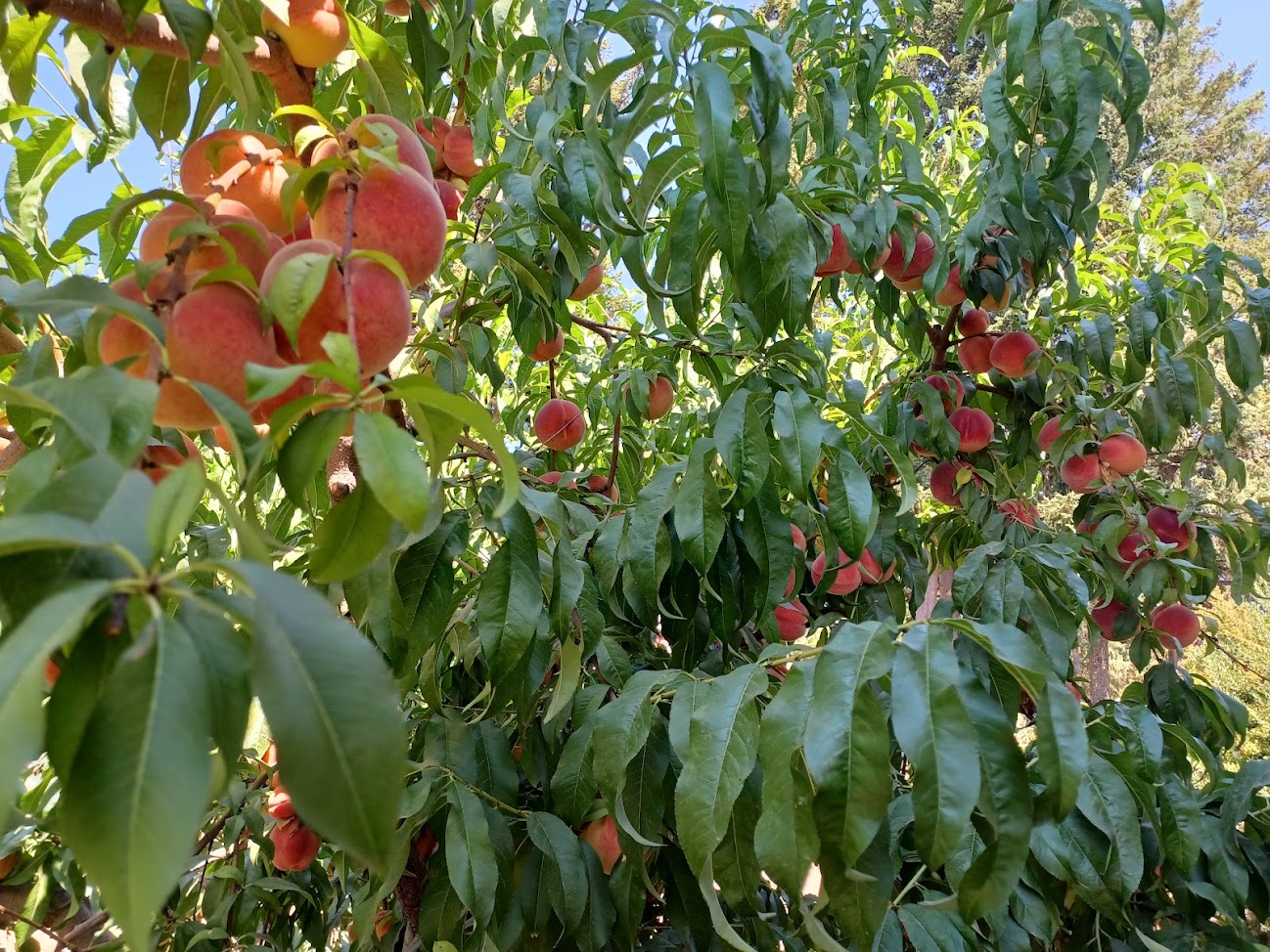 White Peaches and Bartlett Pears now available at Bell’s Orchard - Tri ...