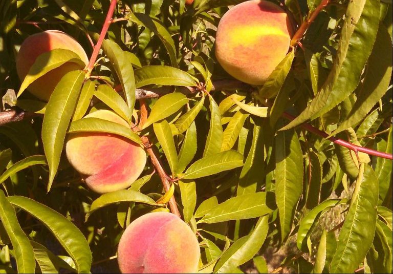 Peach season begins at Bell’s Orchard - Tri-County Farms