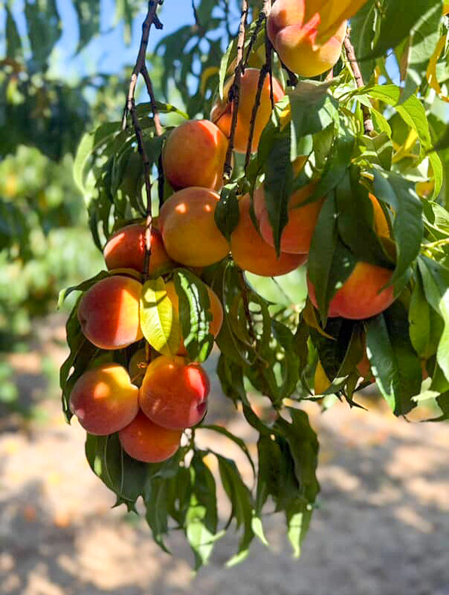 Veteran Peaches plus July Elbertas, Sun Crest, & Canadian Harmony - Tri ...